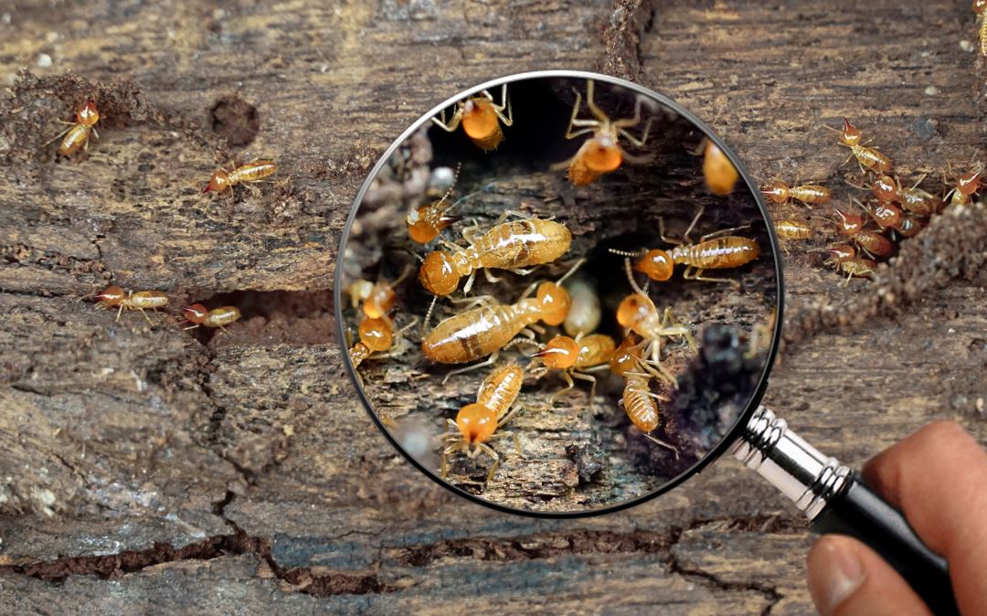 Termite Control: What Homeowners Need To Know | Priority Pest ...